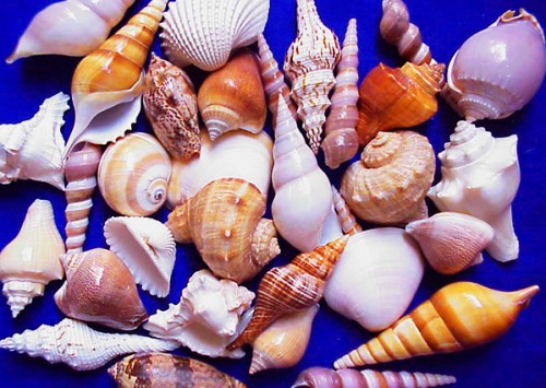 Visit Fort Myers Beach | Fort Myers Beach Vacation Information – #1 ...